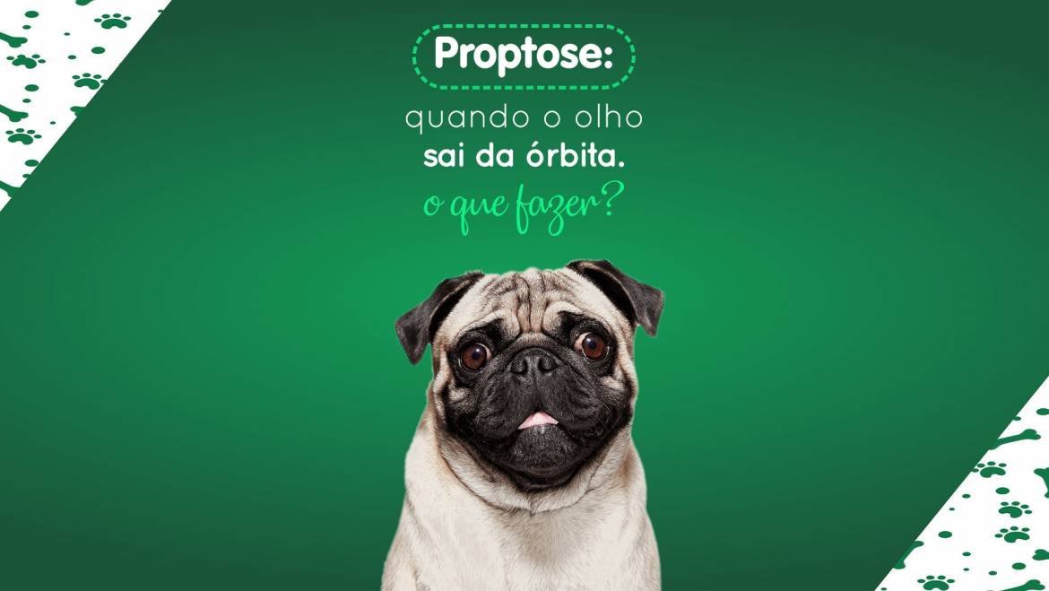 Proptose: quando o olho sai da órbita. O que fazer? – Pet Visão