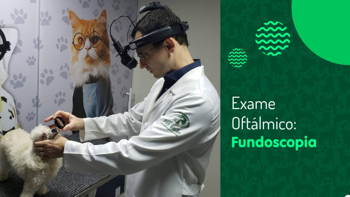 Exame oftálmico: fundoscopia – Pet Visão